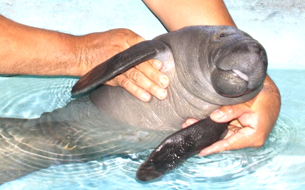 FILHOTE DE PEIXE-BOI É RESGATADO NA AMAZÔNIA E RECEBE CUIDADOS ...